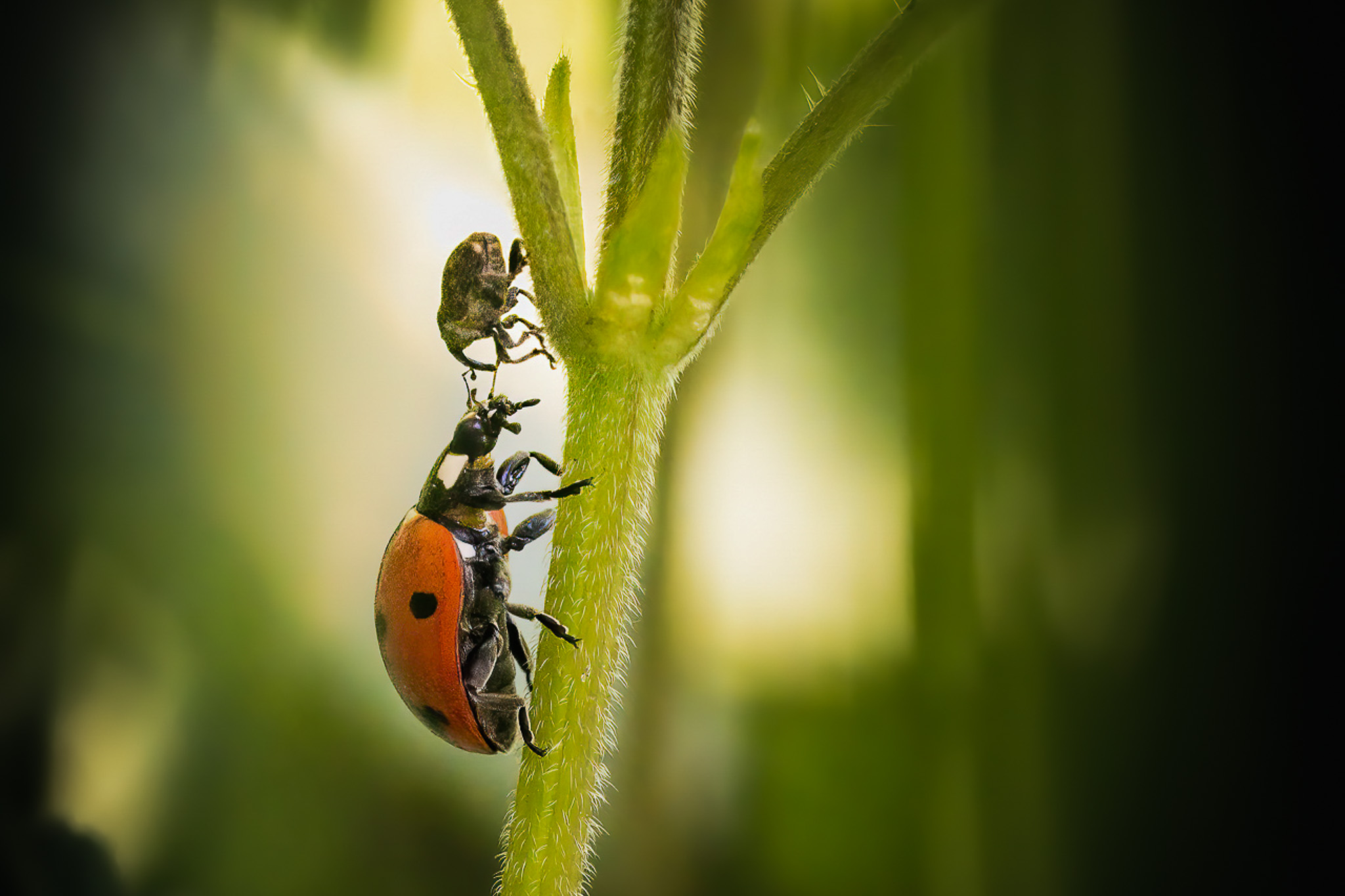 Initiation à la photographie la macro-proxi
